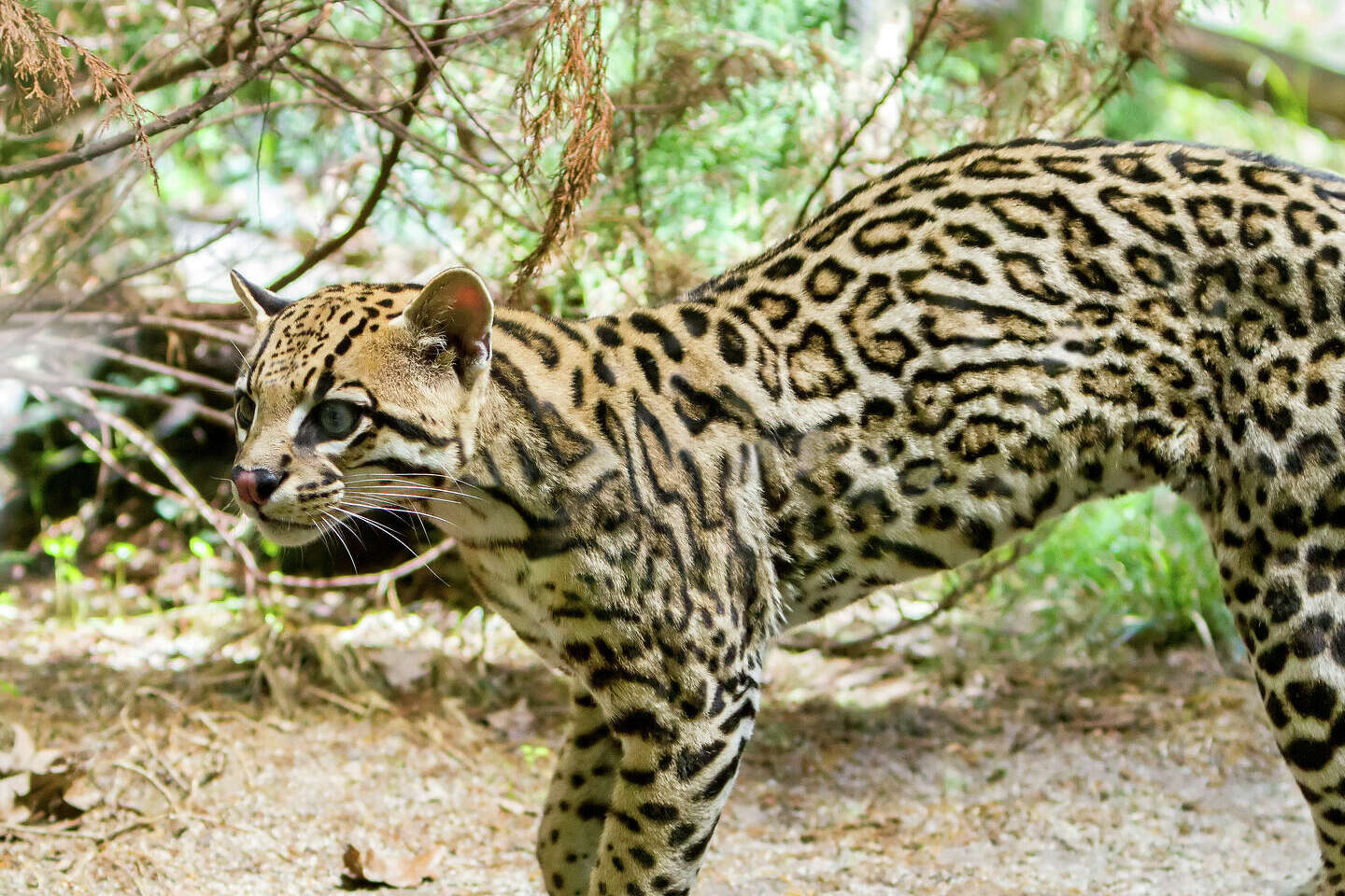 New findings expand known ocelot range in Texas