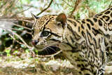 New findings expand known ocelot range in Texas