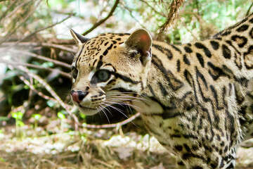 New findings expand known ocelot range in Texas