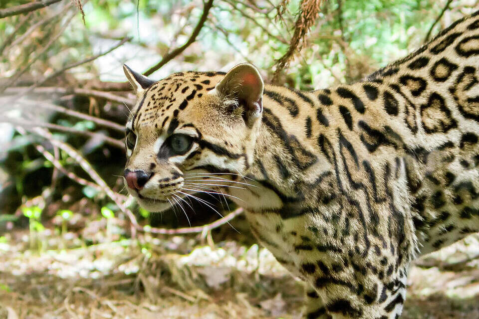 New findings expand known ocelot range in Texas