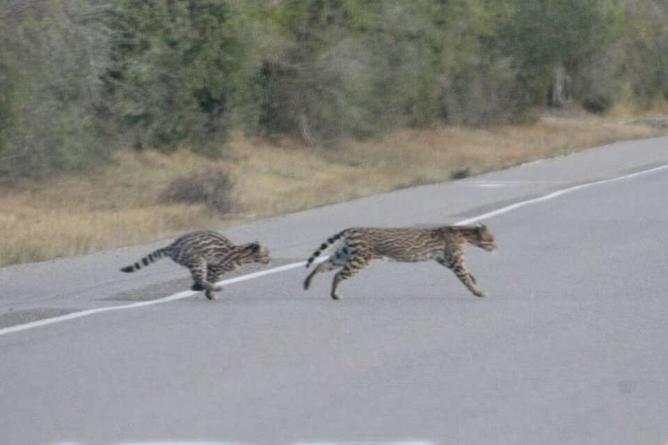 New findings expand known ocelot range in Texas