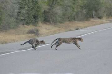 New findings expand known ocelot range in Texas