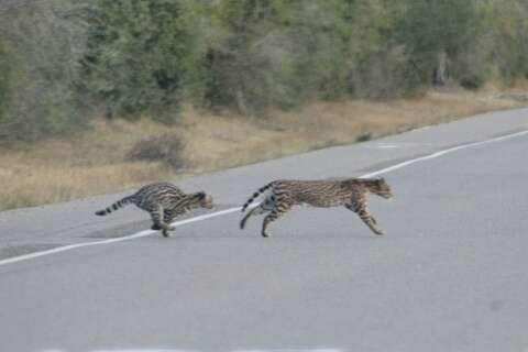 New findings expand known ocelot range in Texas