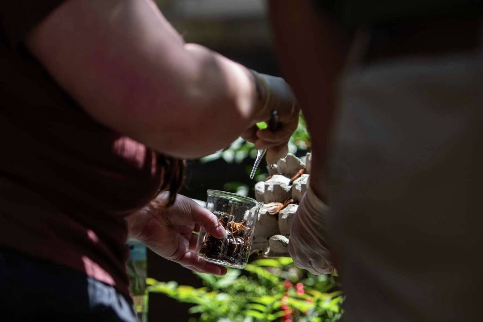 OLLU marks Earth Day with cockroach fundraiser — a dollar apiece