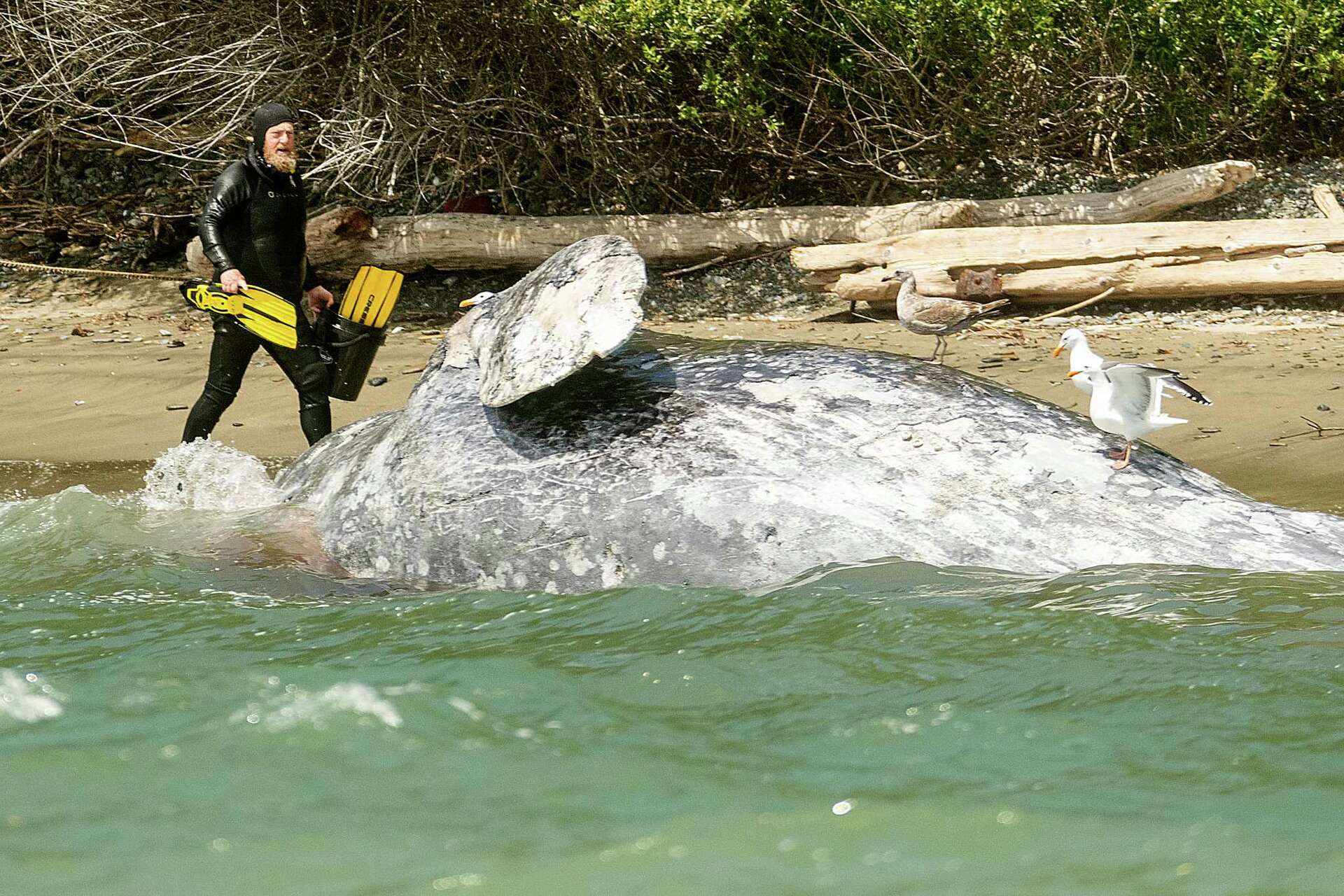 SF Bay’s 1st reported dead whale this year washes up on Alameda beach