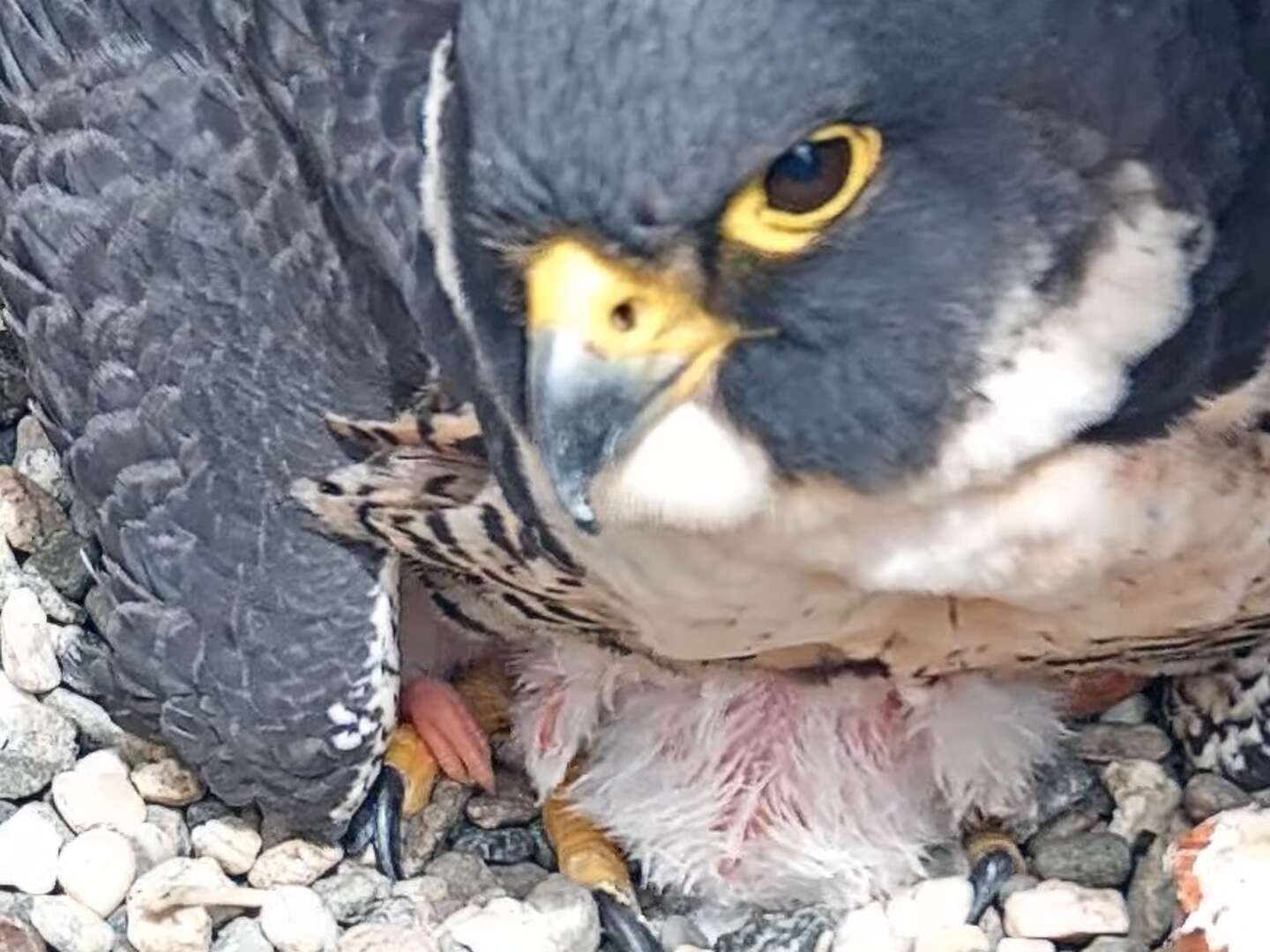 UC Berkeley welcomes new peregrine falcon chicks to top of Campanile