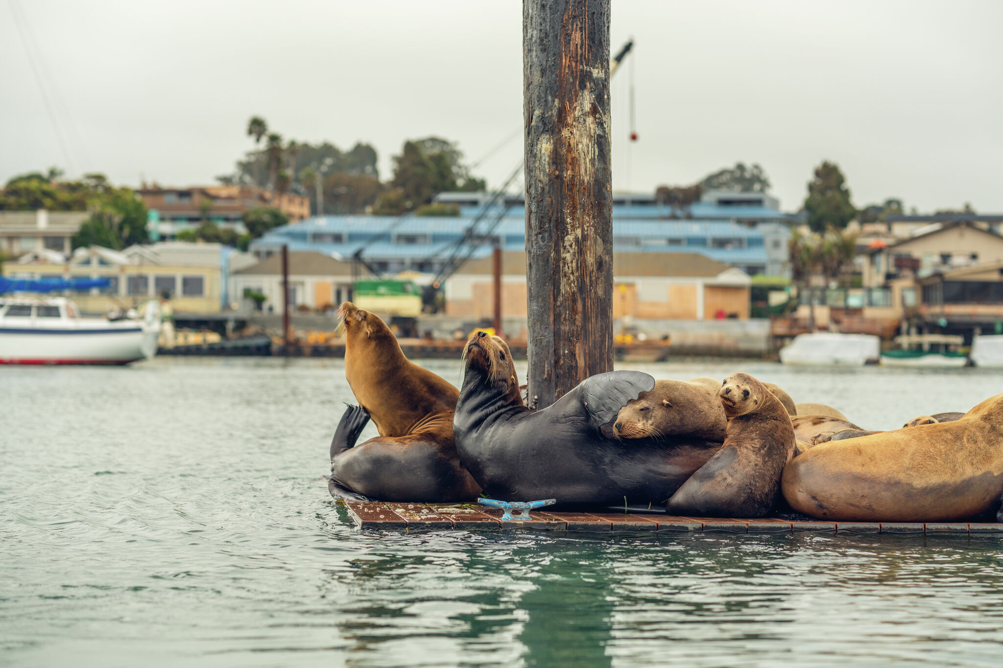Marine mammal harassment is on the rise across California