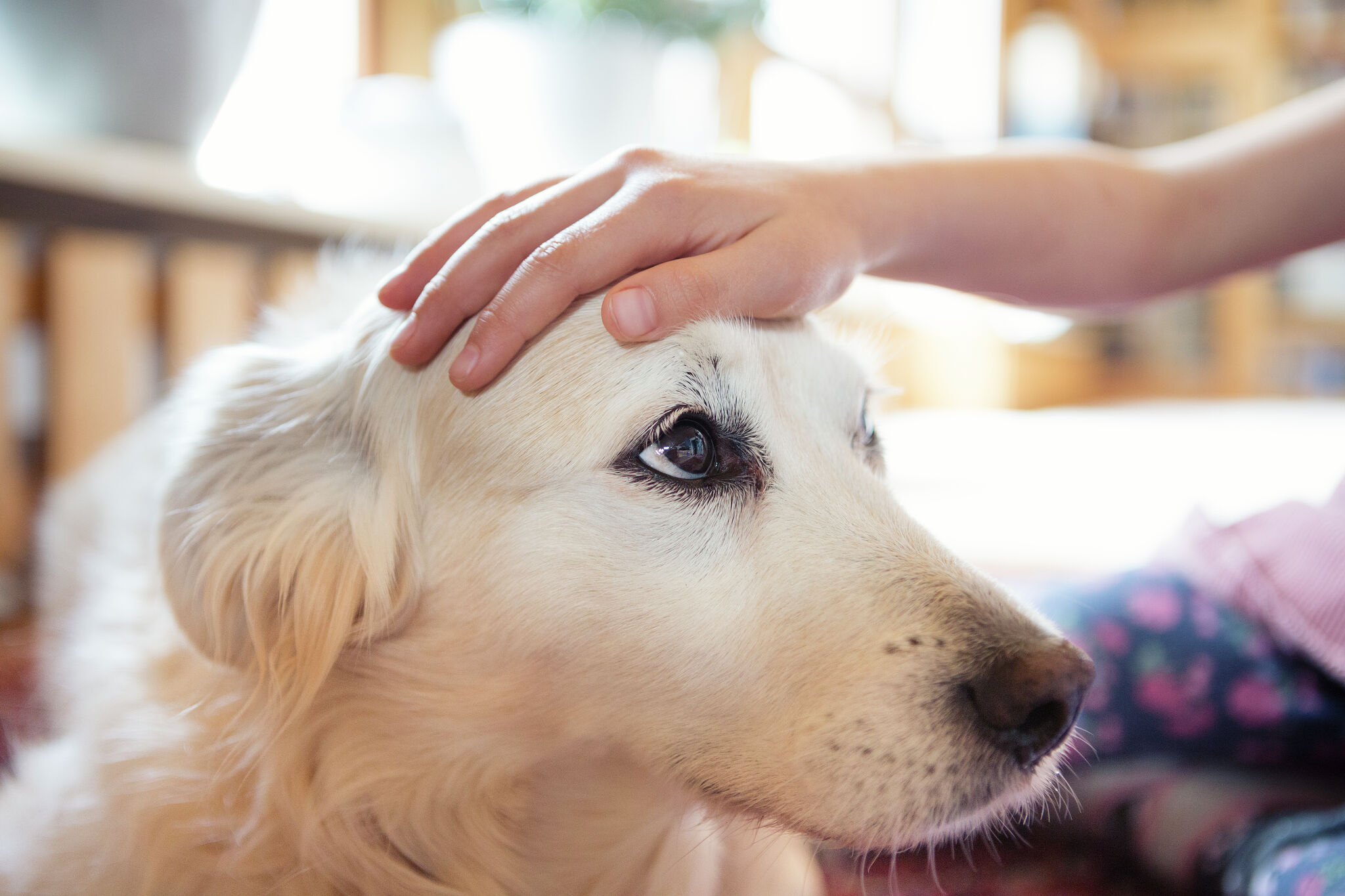 Use the ‘five-second rule’ to protect your pets this summer