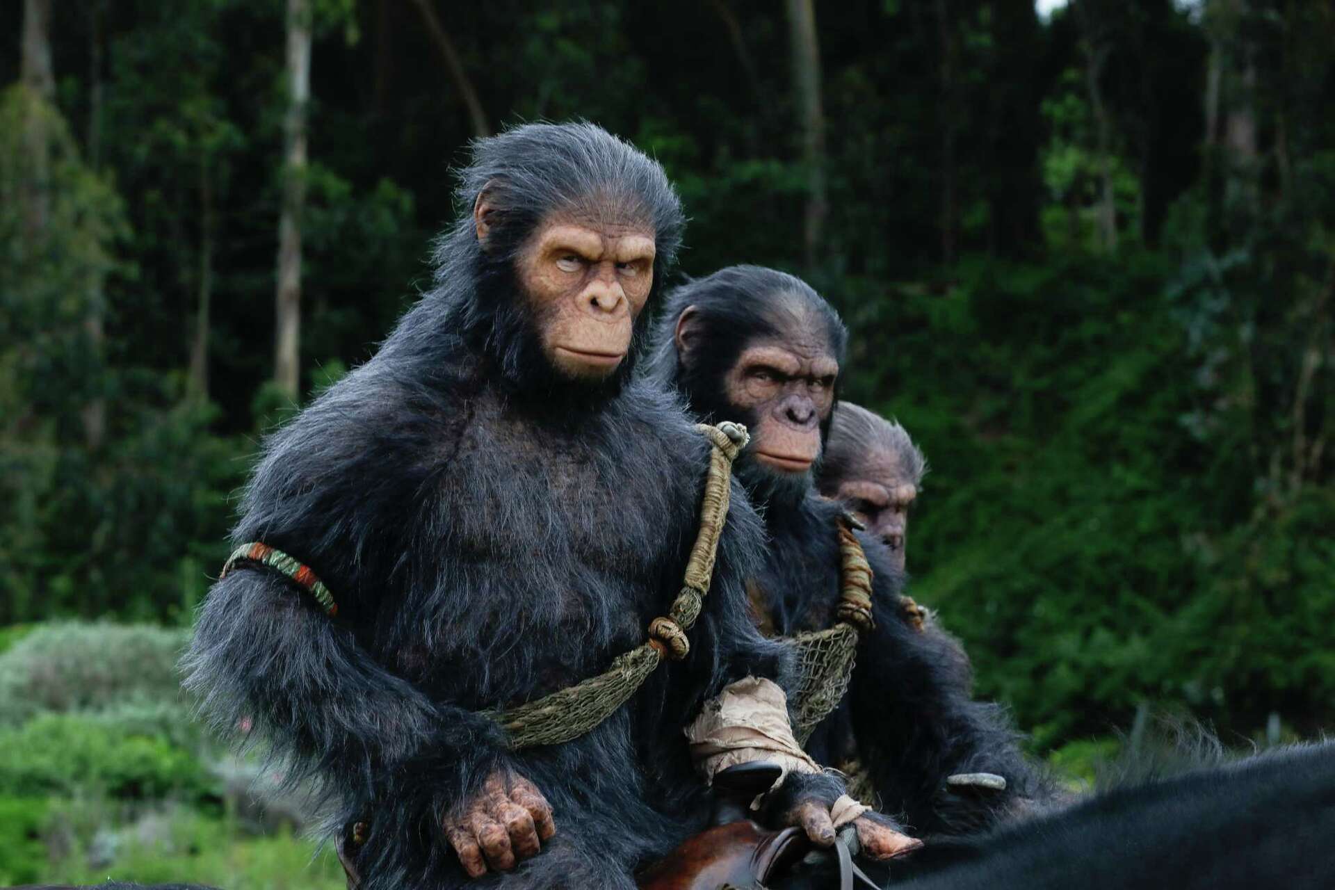 Apes on horseback spotted on a San Francisco beach. Here’s why