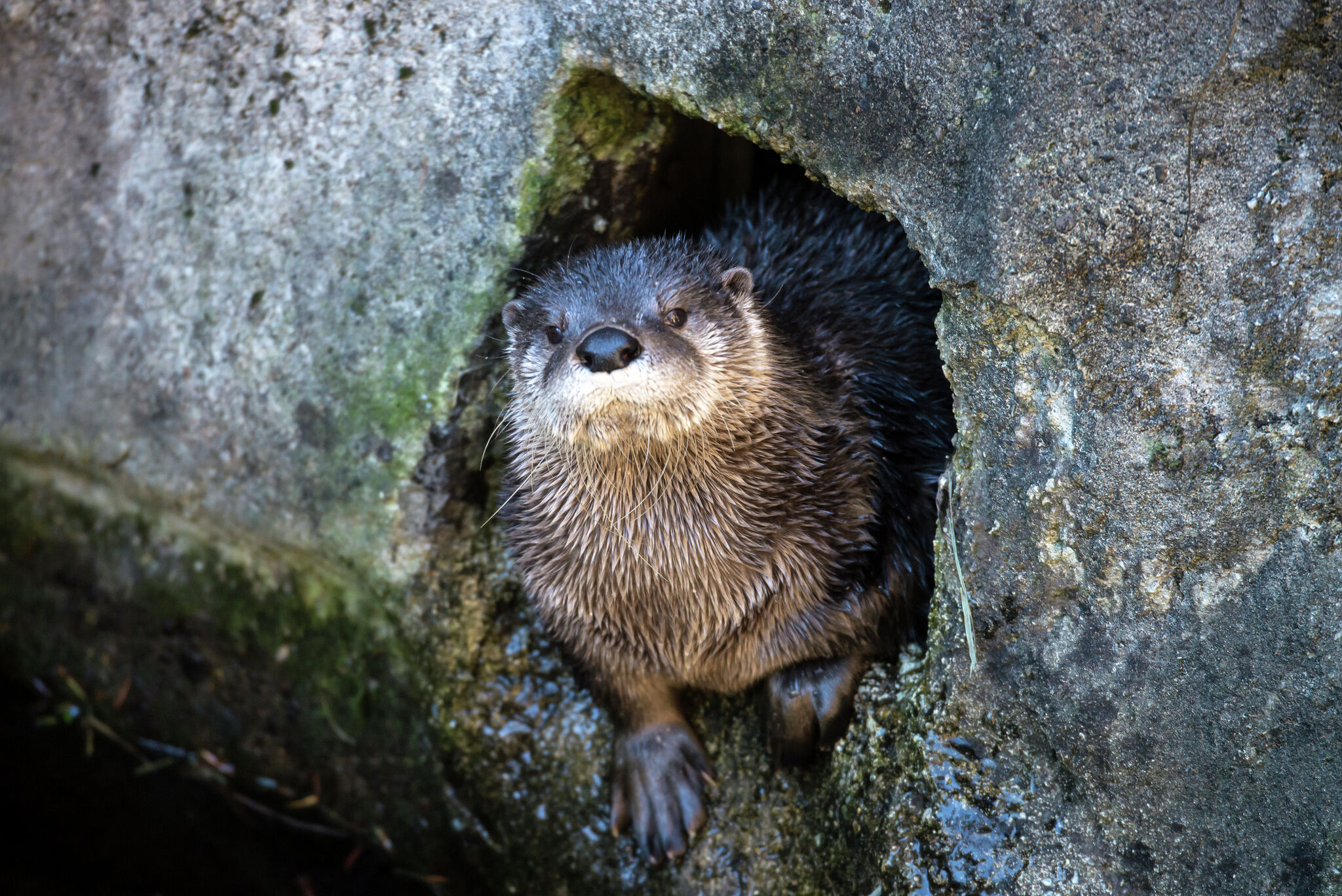 River otters mark return to San Marcos after 70 years
