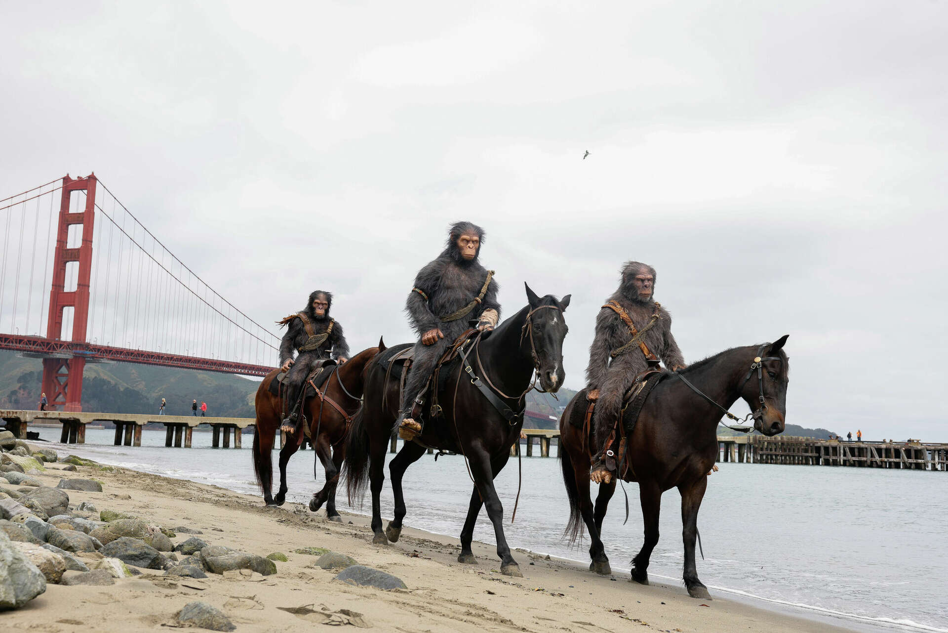 Apes on horseback spotted on a San Francisco beach. Here’s why
