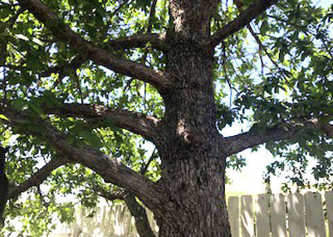 Mexican white oak tree no longer provides shade, Uri may be why