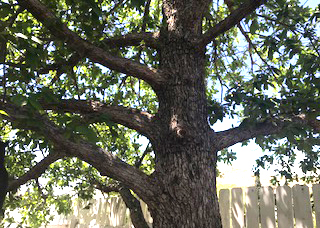 Mexican white oak tree no longer provides shade, Uri may be why