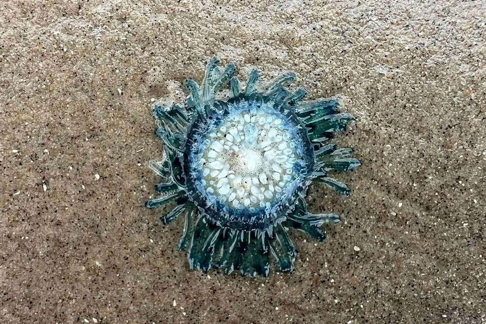 Blue buttons with powerful sting back at Texas beaches