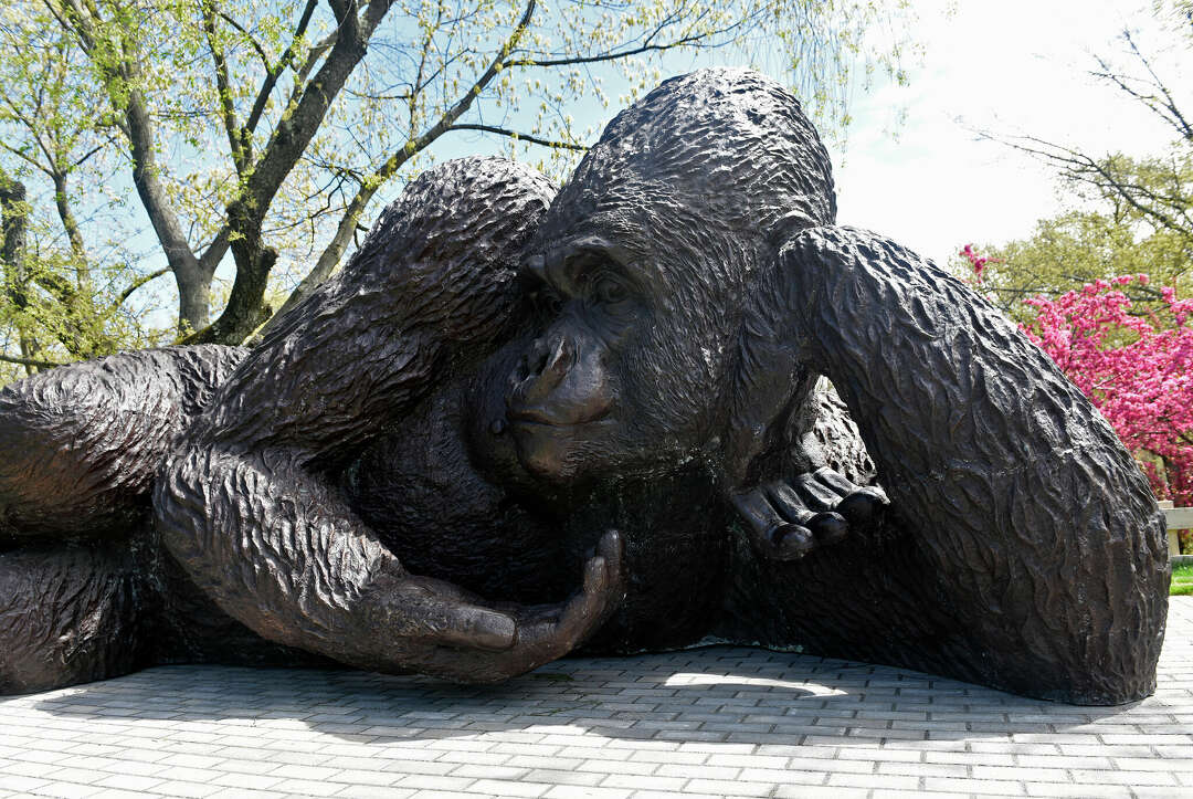 'World's largest bronze gorilla sculpture' comes to CT