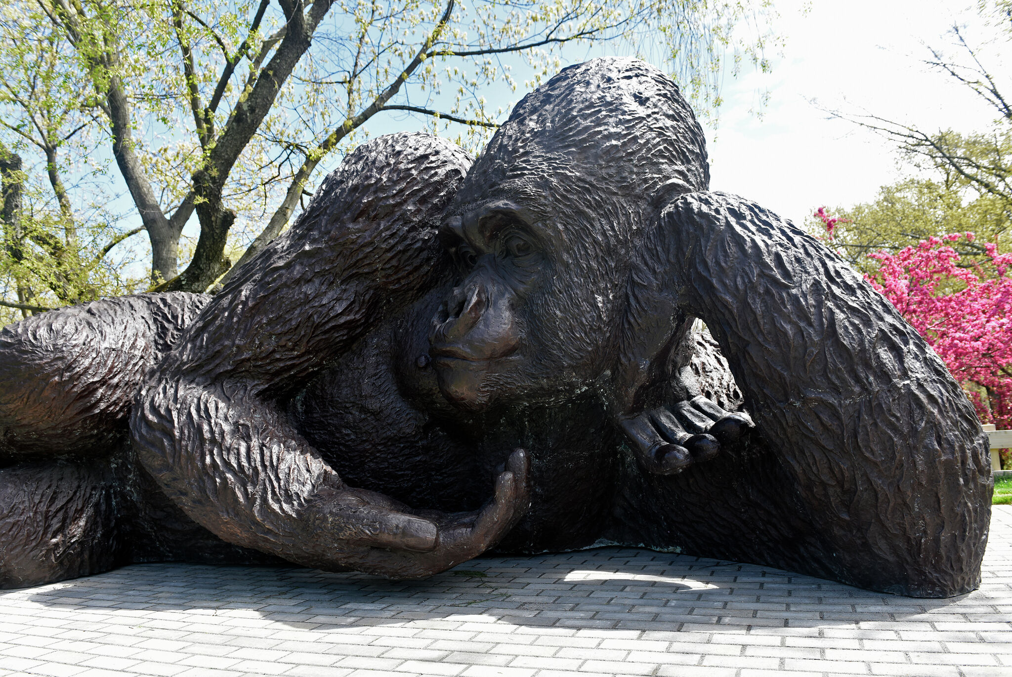 'World's largest bronze gorilla sculpture' comes to CT
