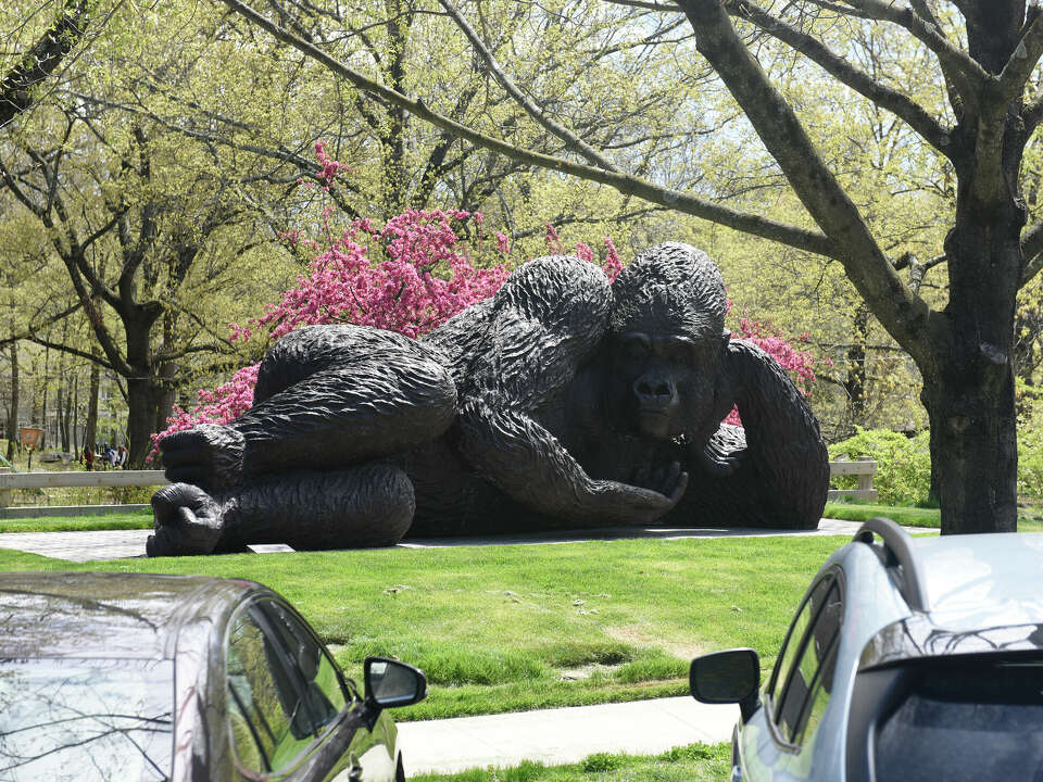 'World's largest bronze gorilla sculpture' comes to CT
