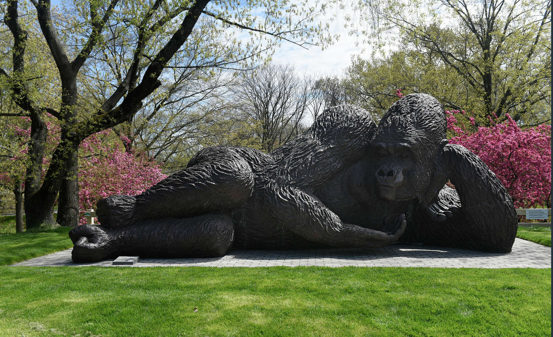 'World's largest bronze gorilla sculpture' comes to CT