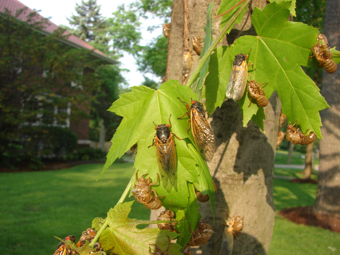 Cicadas should be heard and not seen — Robin Garrison Leach
