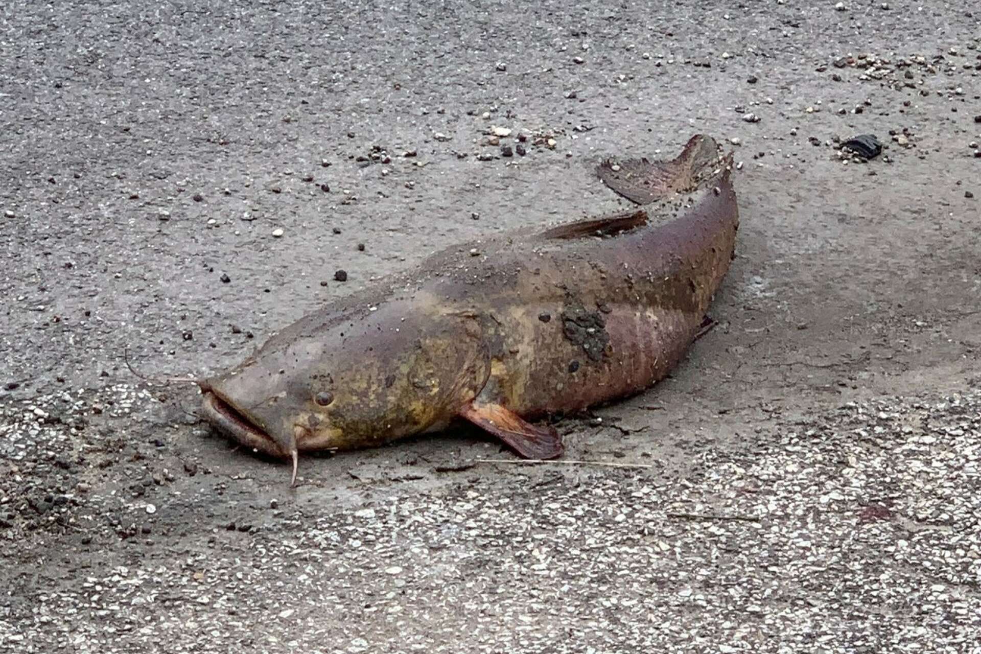 Catfish gets saved from being roadkill in Houston suburb