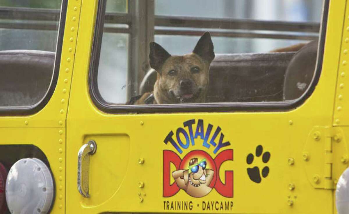 School bus brings Fla. dogs to their very own camp