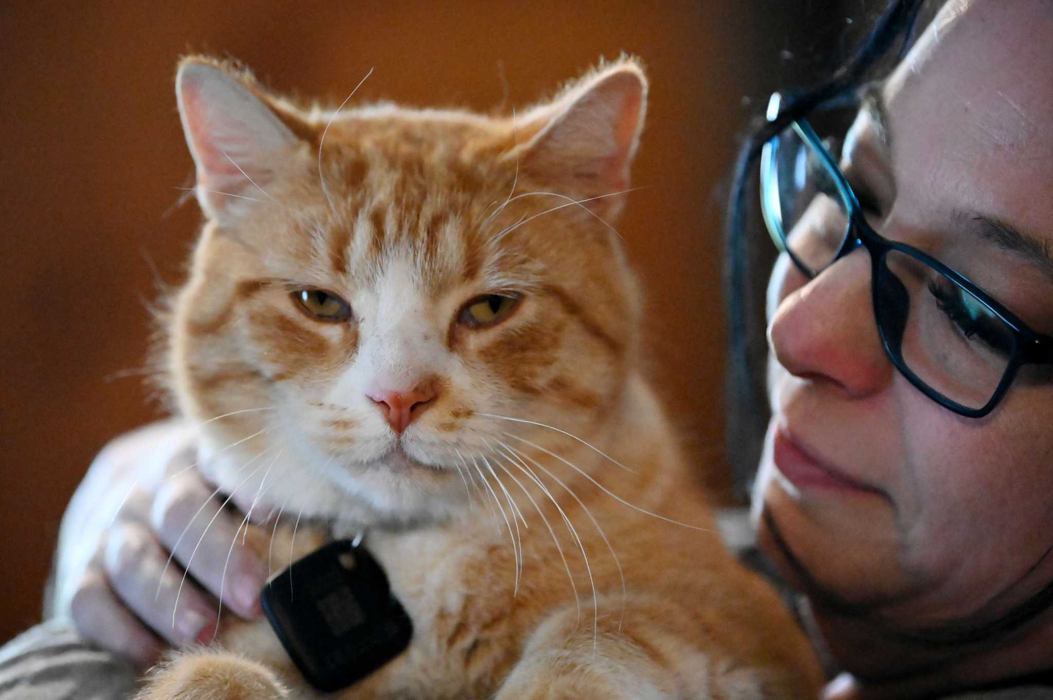 Kane, the missing cat, is found months after abduction