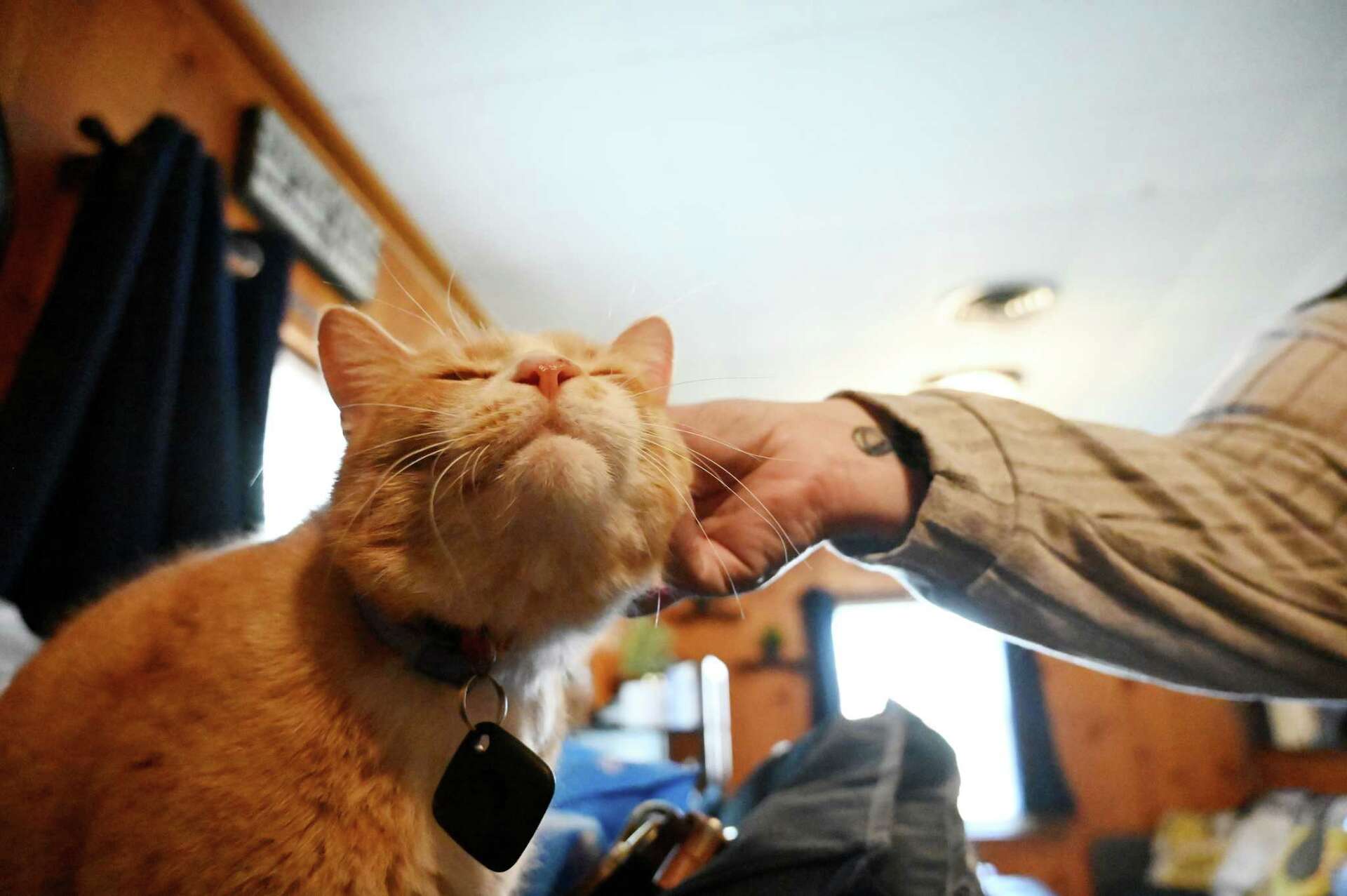 Kane, the missing cat, is found months after abduction