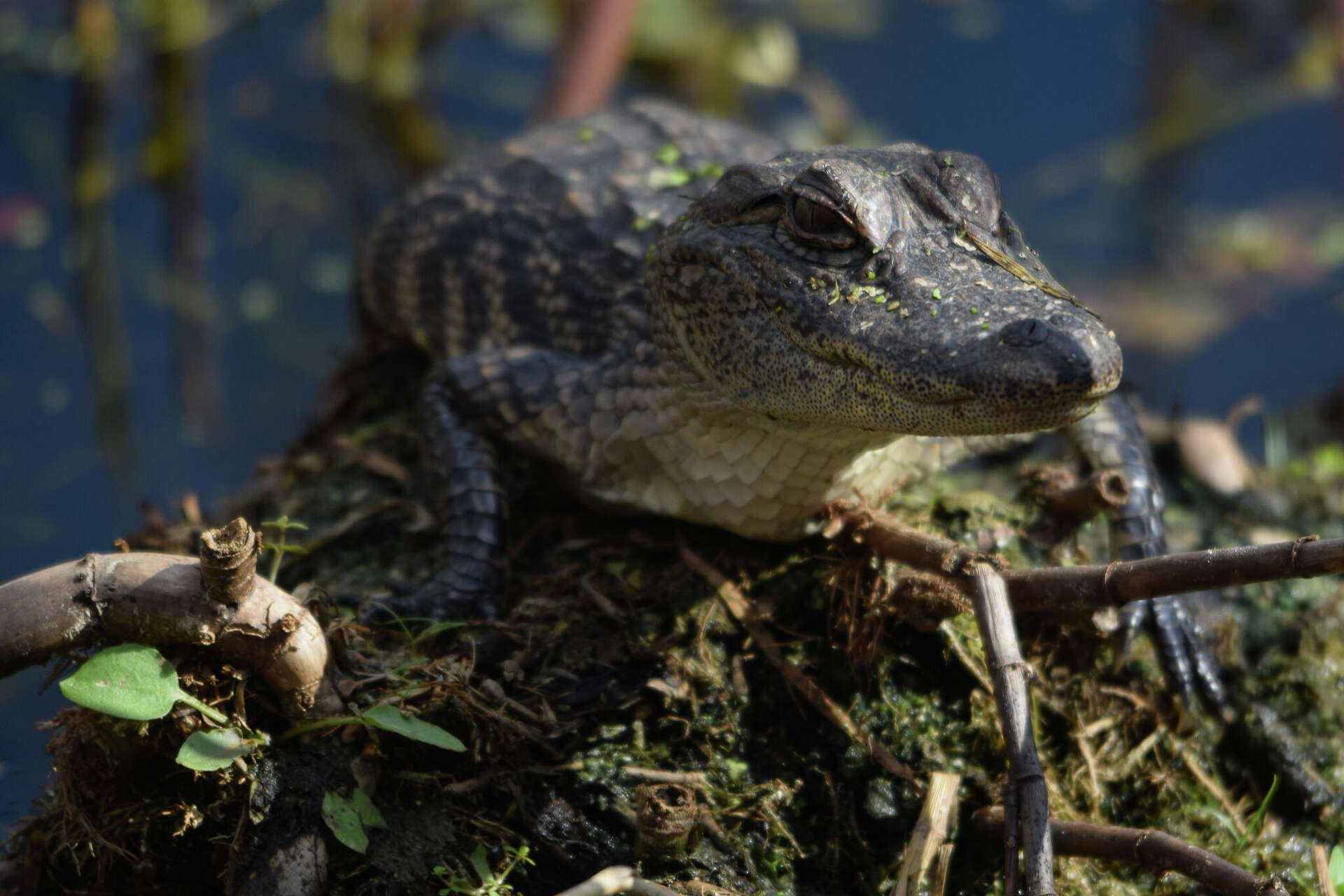 TPWD is monitoring the Brazos River at Waco for alligators