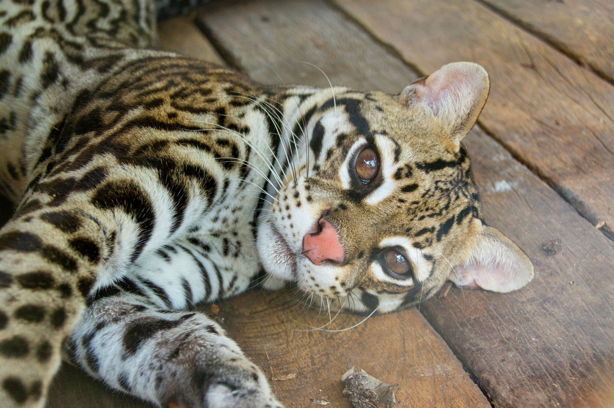 Conservation group says endangered ocelot may be expanding