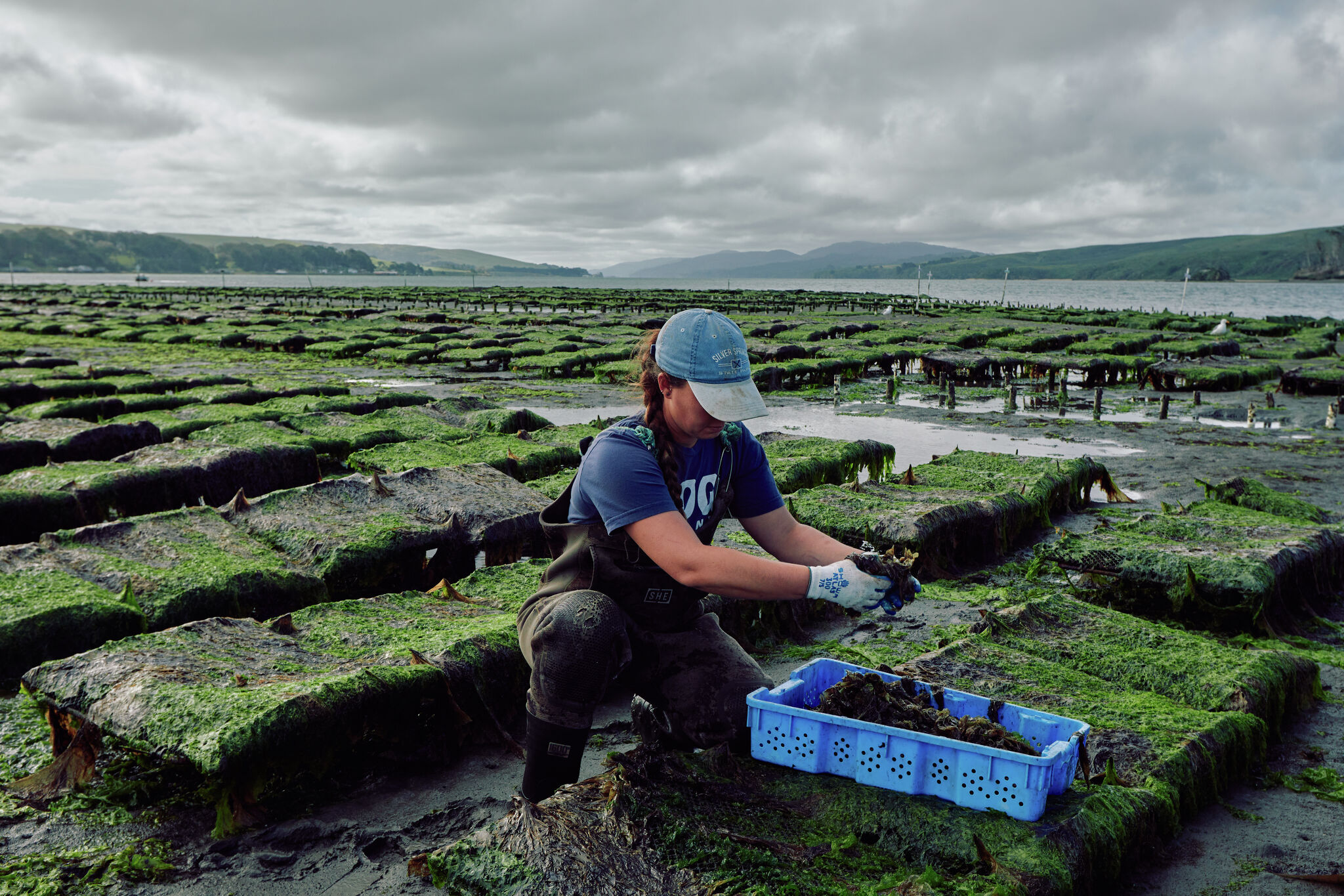 North Bay oyster farm puts seaweed on the menu after years of planning