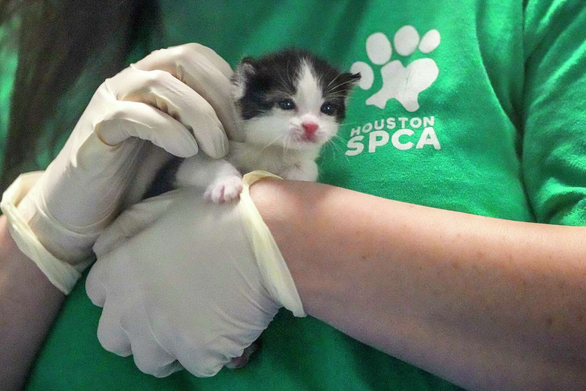 National Kitten Day is celebrated on July 10. Here's what to know