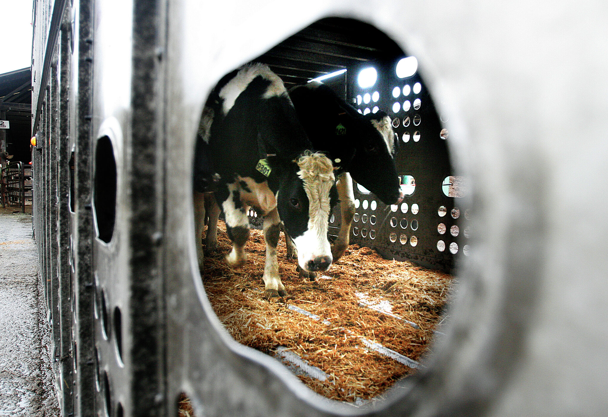 Dairy cattle monitored as bird flu detected in herds in eight states