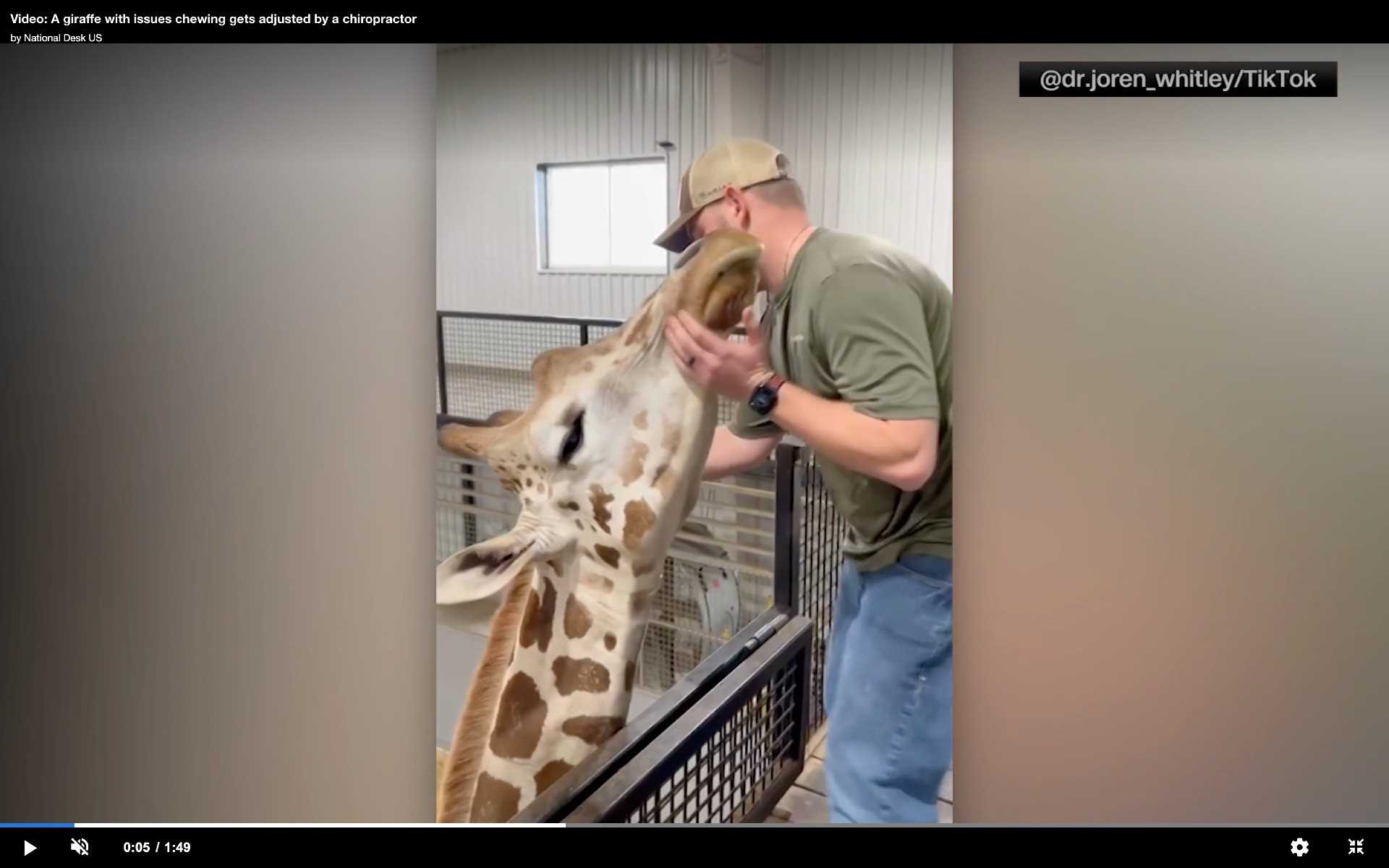 WATCH: A giraffe with issues chewing gets adjusted by a chiropractor