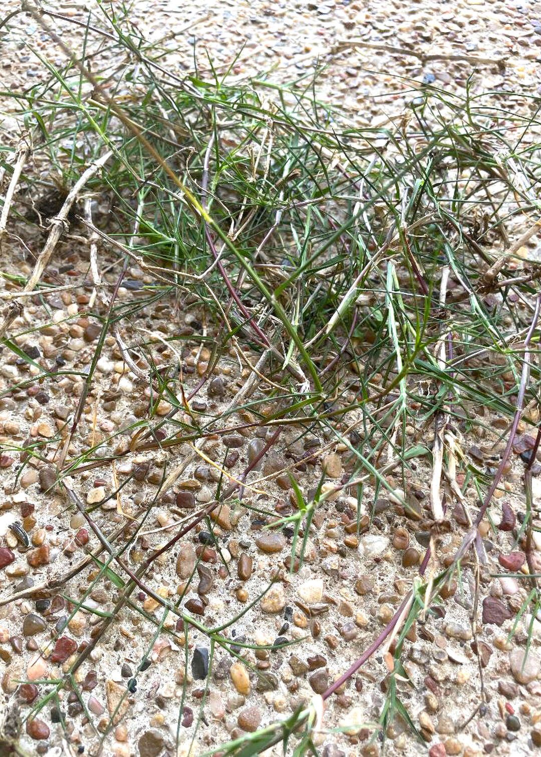 Bermuda grass and sedge: How to control tough garden weeds