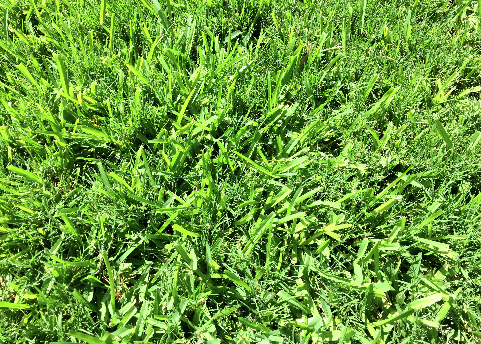Bermuda grass fills in bare spots on St. Augustine lawn