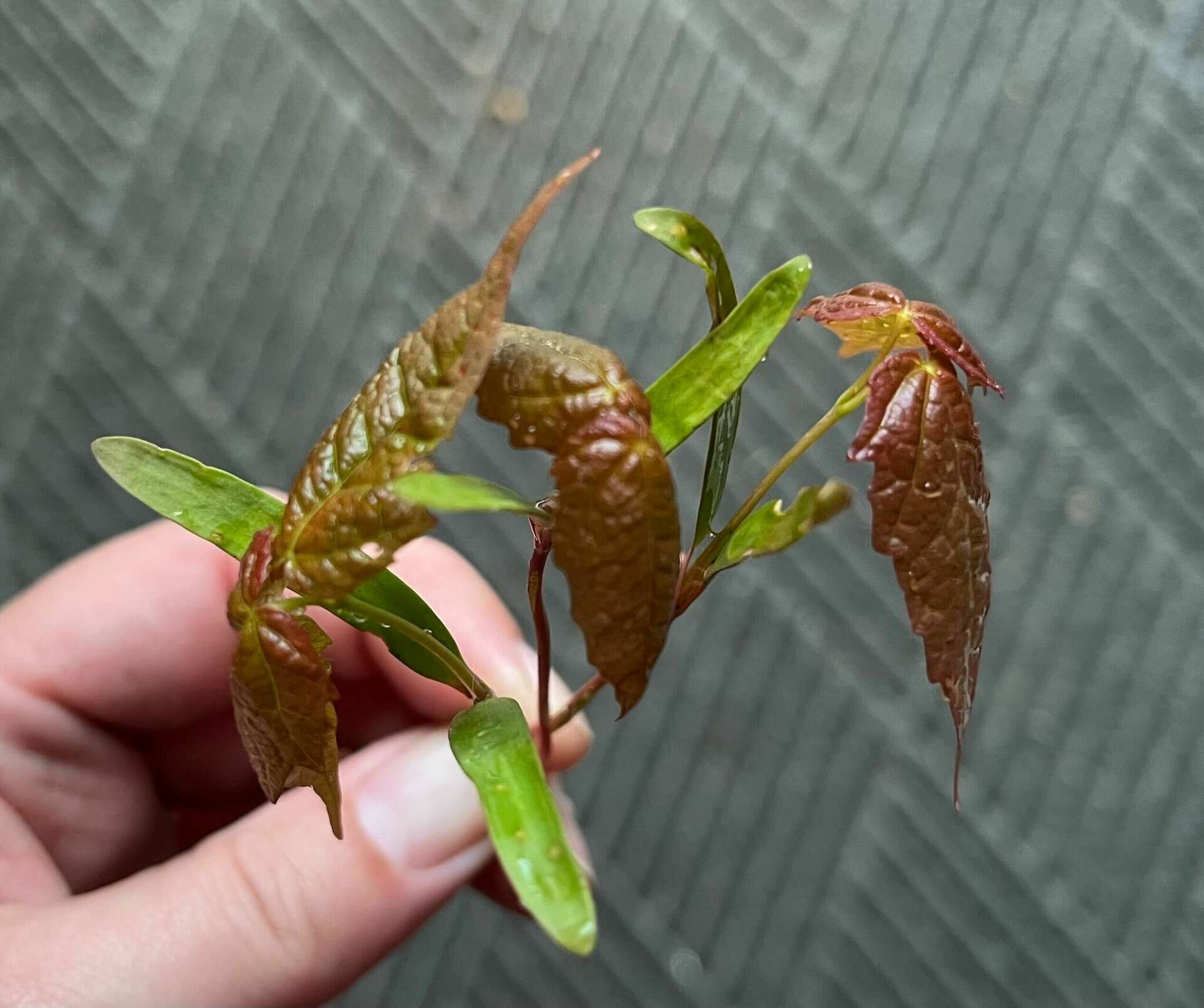 From poison ivy to giant hogweed, CT's poison plants cause confusion