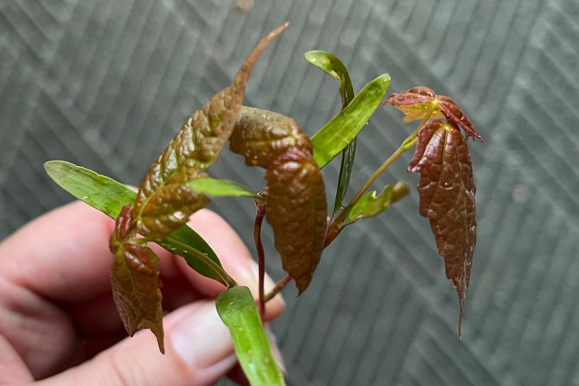 From poison ivy to giant hogweed, CT's poison plants cause confusion