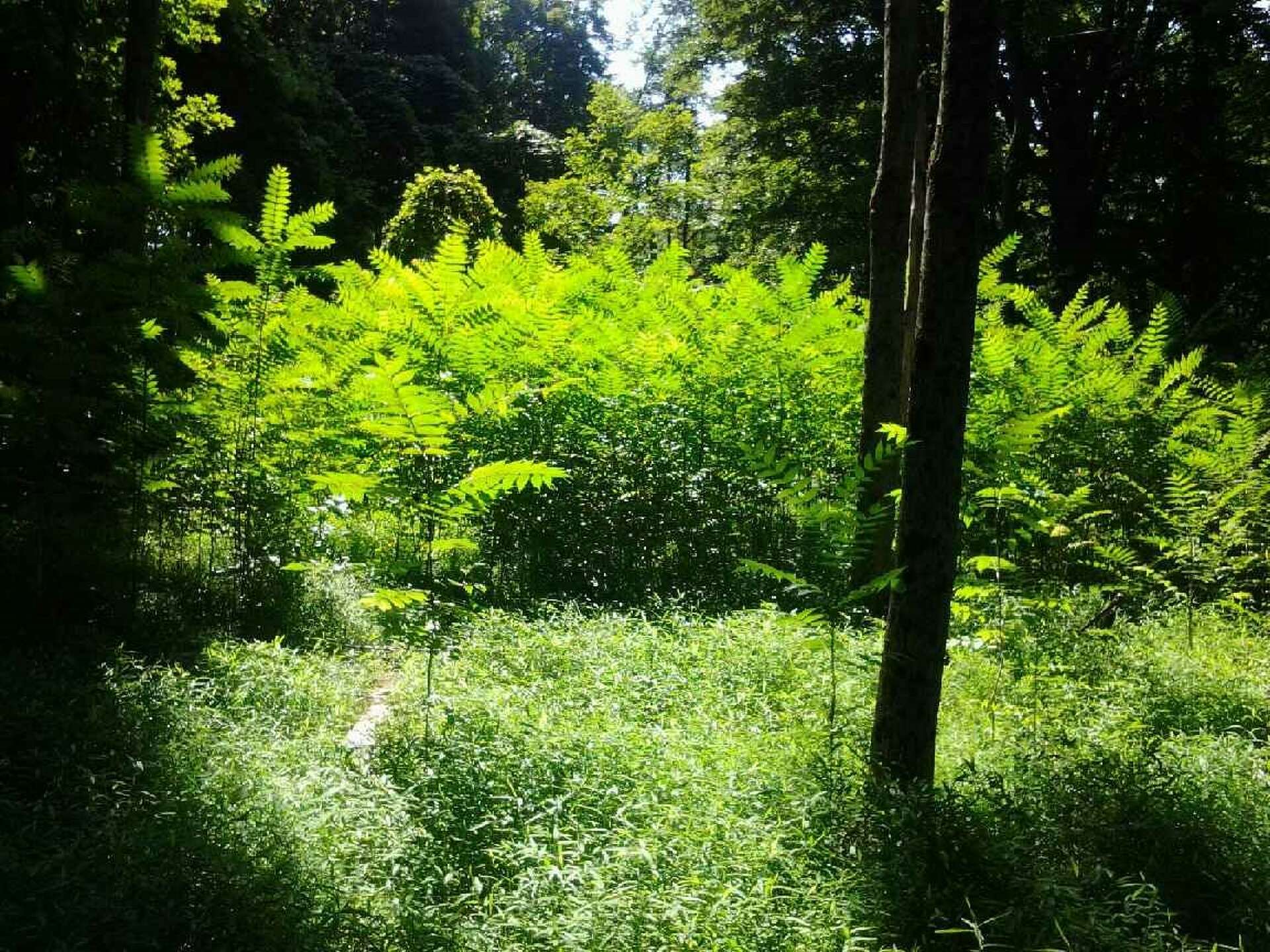Invasive plants more prevalent than ever in CT, but foresters fight on