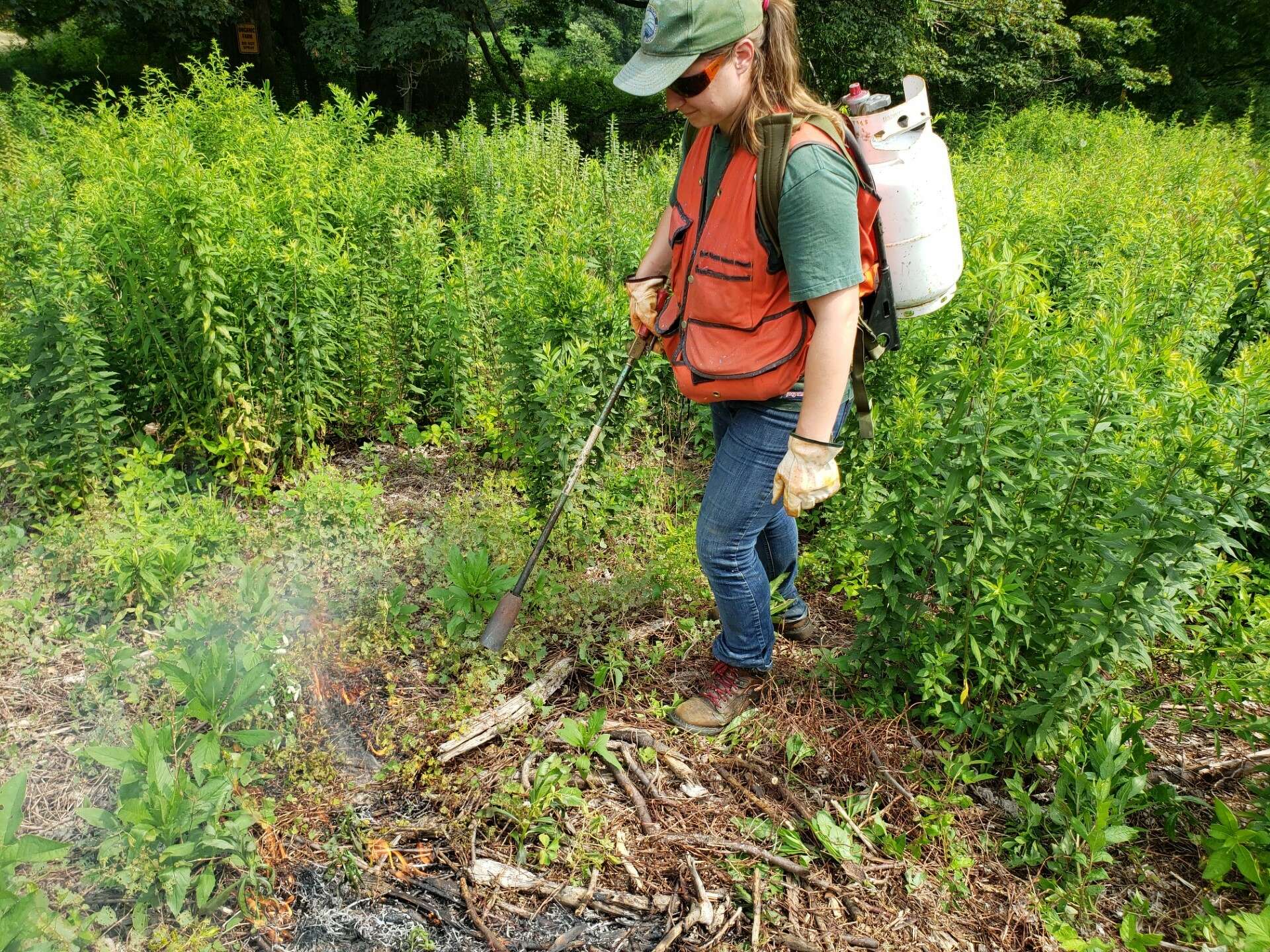Invasive plants more prevalent than ever in CT, but foresters fight on