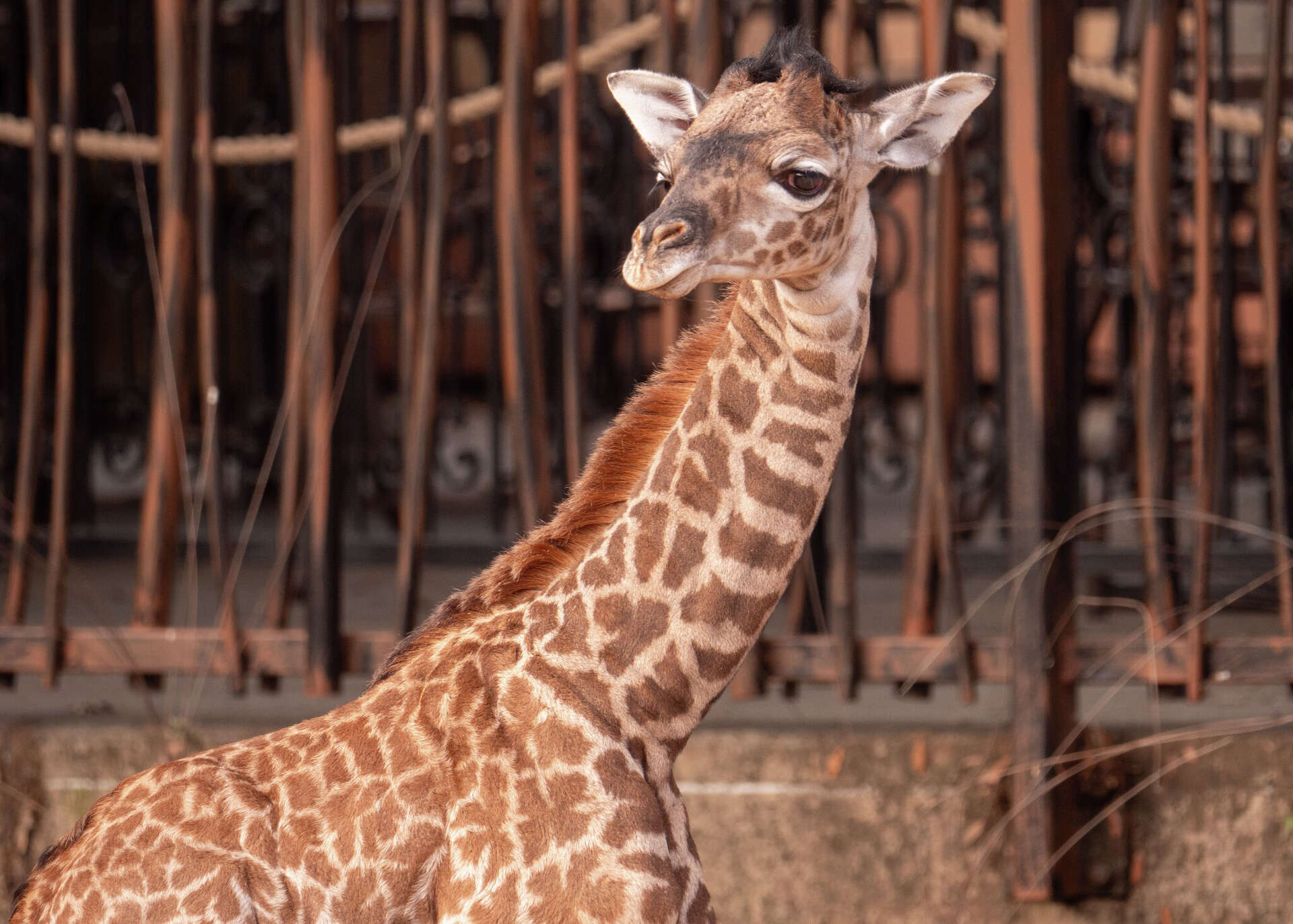 Houston Zoo: Masai giraffe gives birth to new baby during the weekend