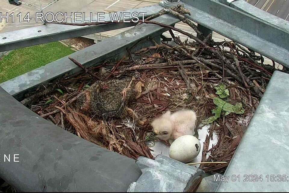 Hawk revisited Texas highway camera to hatch baby birds