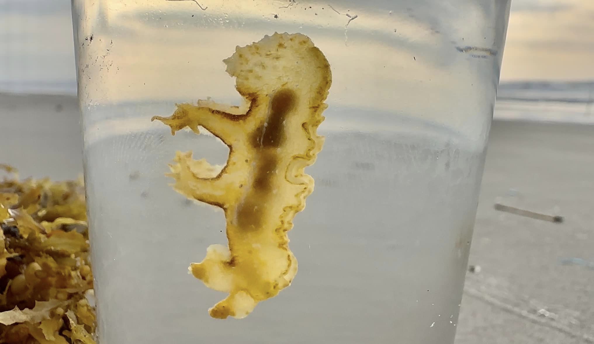 Texas beaches see influx of unique sea slugs