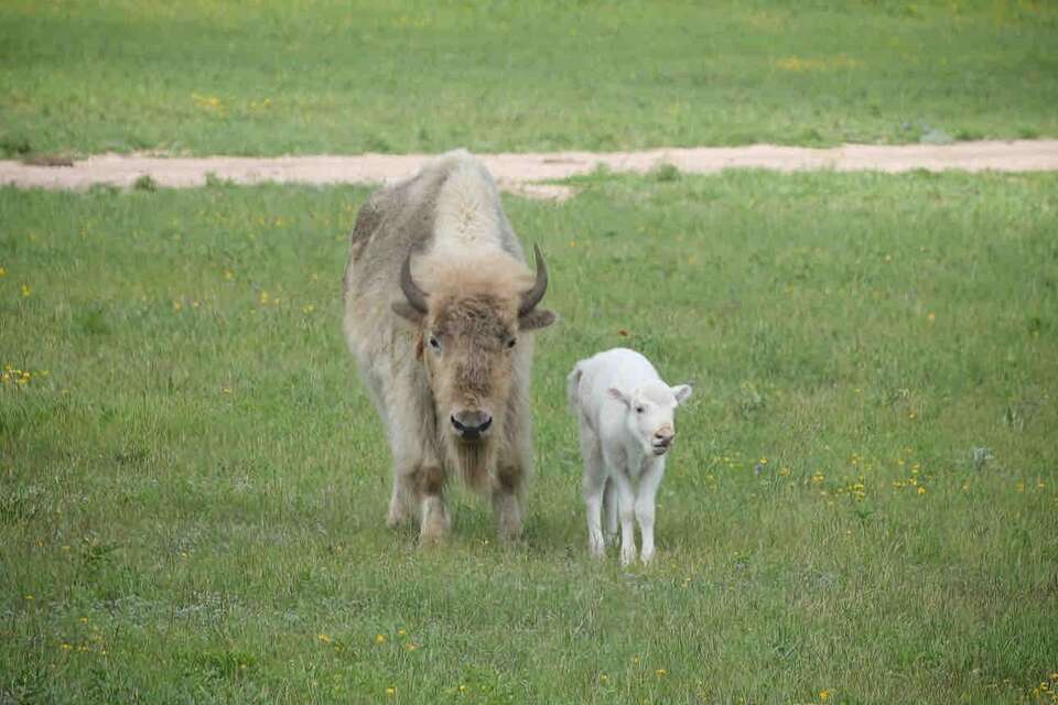 Rare white bison born at ranch in Central Texas