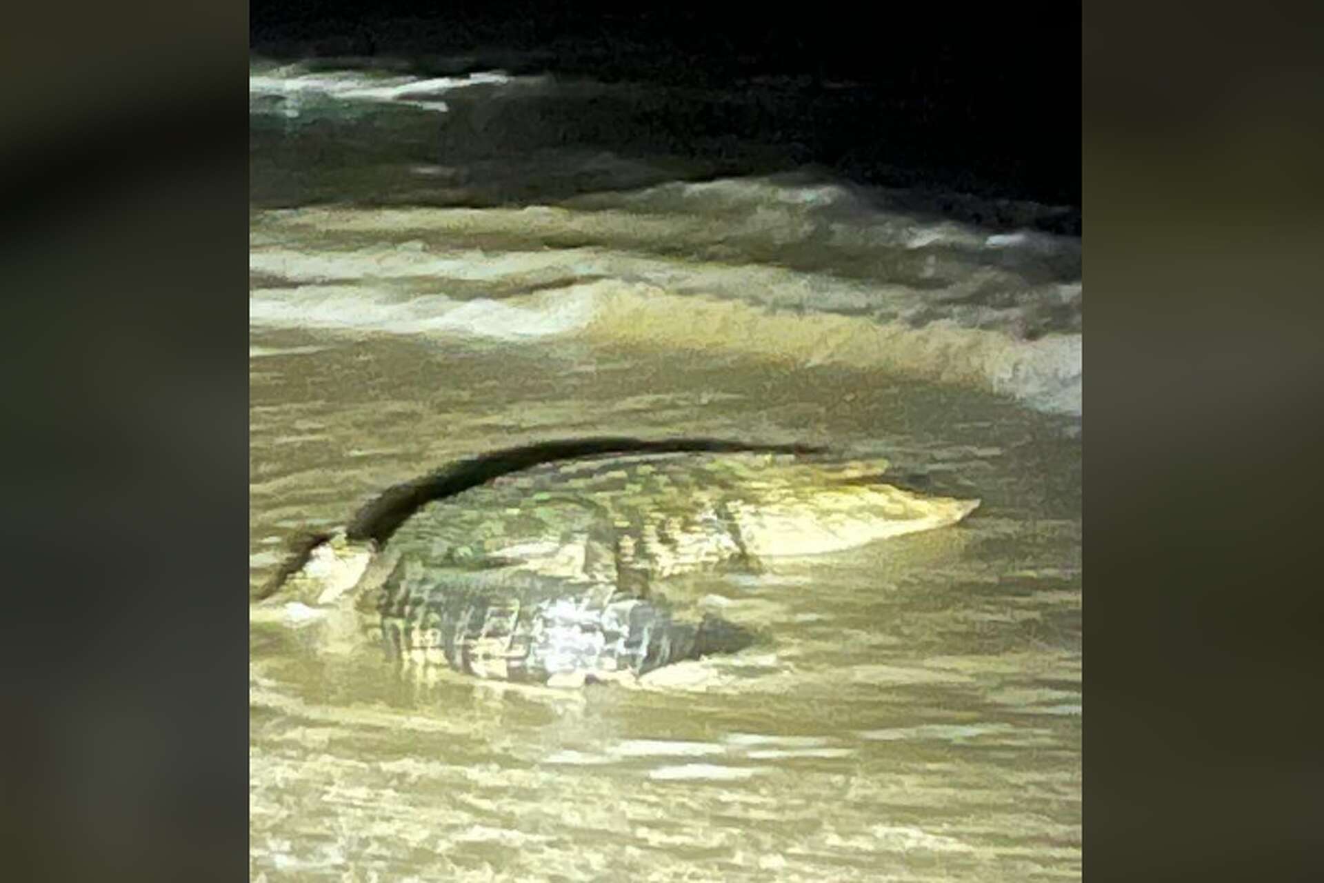 Texas officials monitor alligators in state waterways