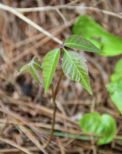 Poison ivy removal: How to identify and safely get rid of it