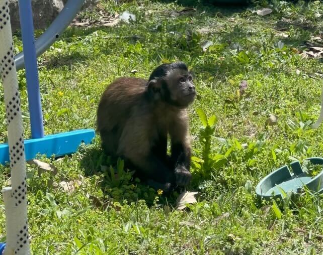 Family searches for lost monkey in the Texas Hill Country