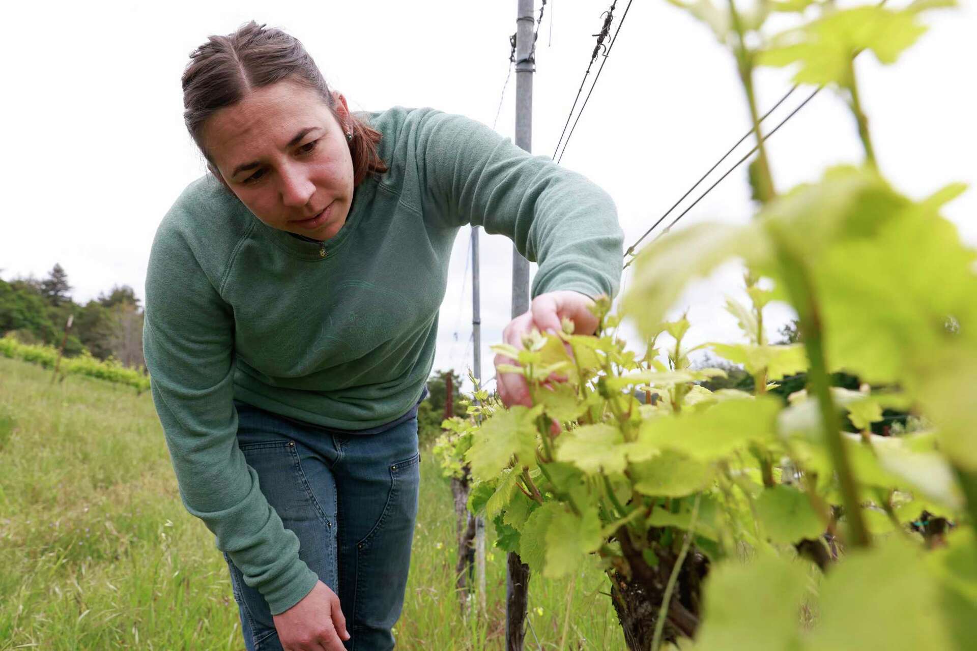 The California wine industry is in serious trouble