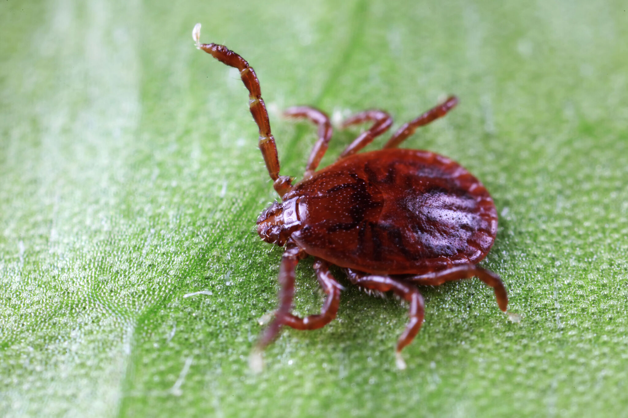 Illinois agriculture on alert for invasive tick