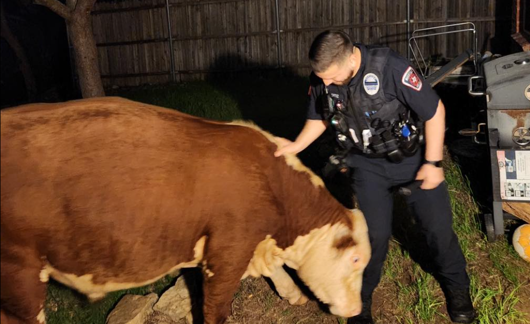 Texas homeowner's lesson: Don't feed wildlife
