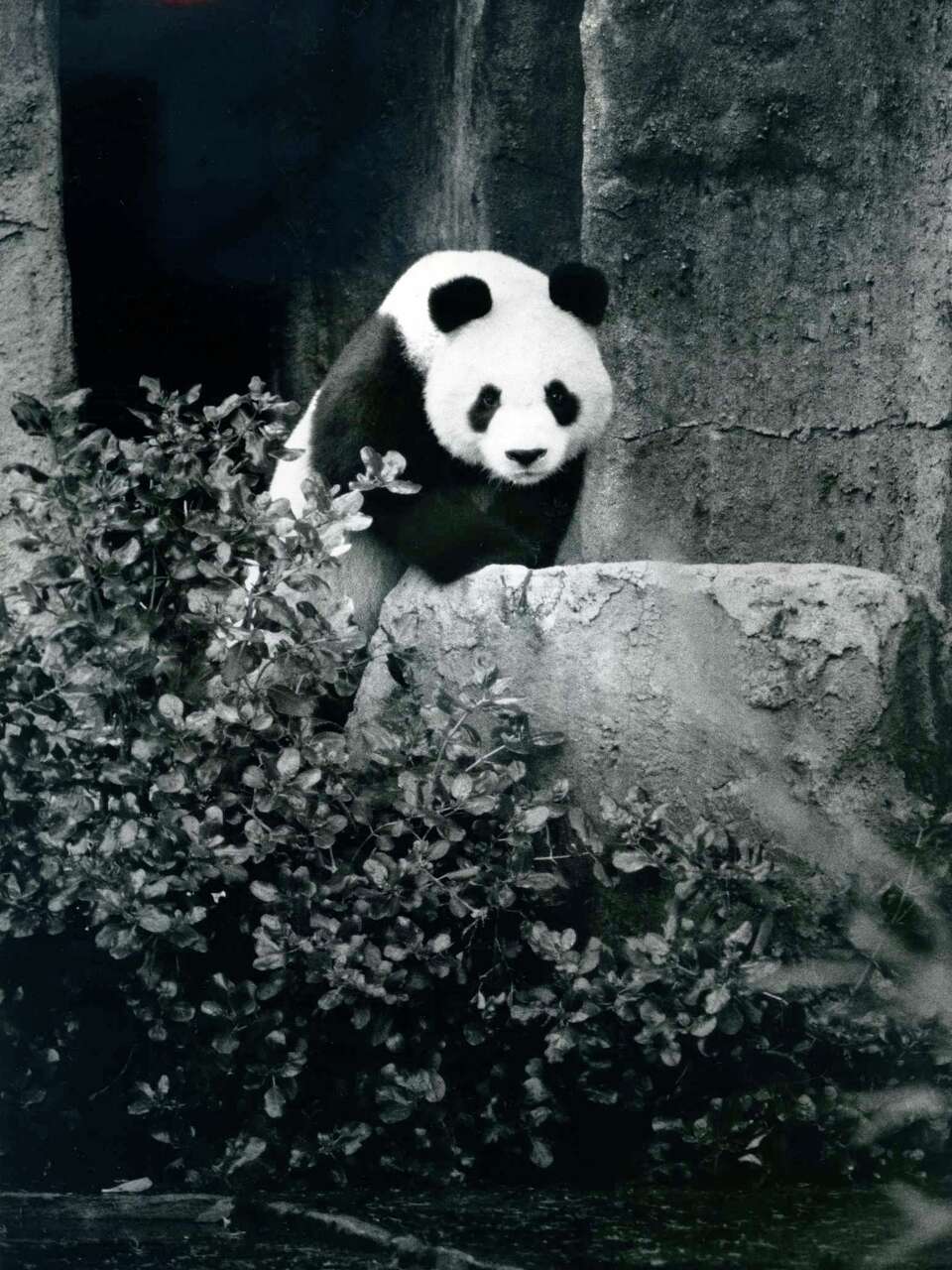 The first U.S. pandas stopped in San Francisco — and slept in a hotel